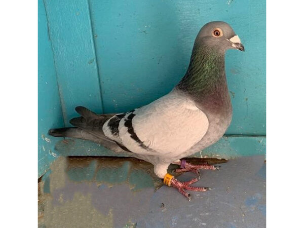 Blood Lines | Aussie Pigeon Sales